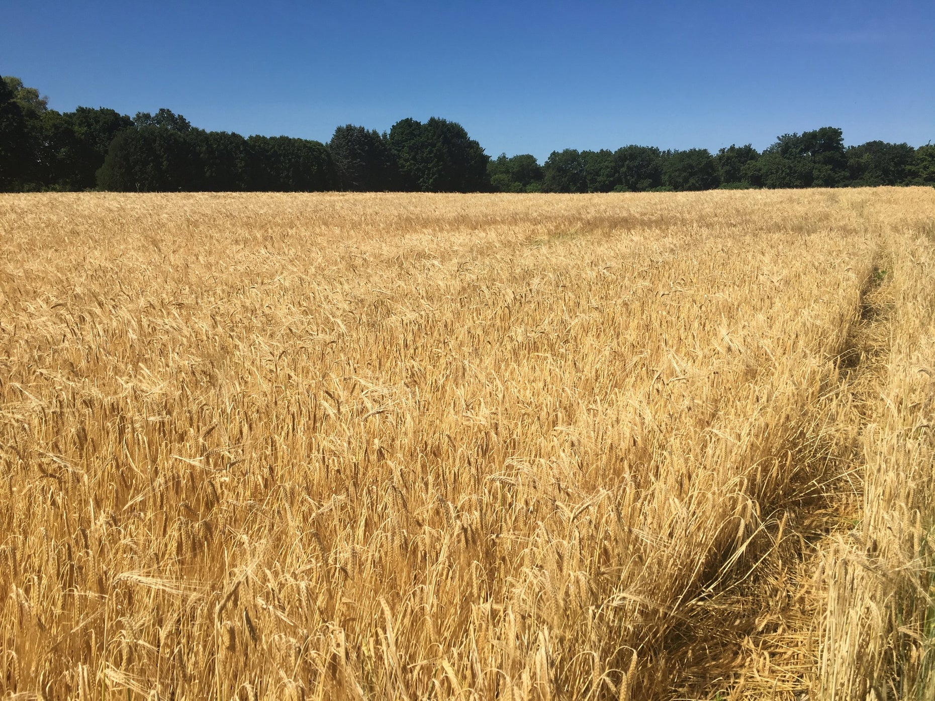 Ground Up Grain: Fresh, Stone-Milled, Northeast-Grown Flour & Grains